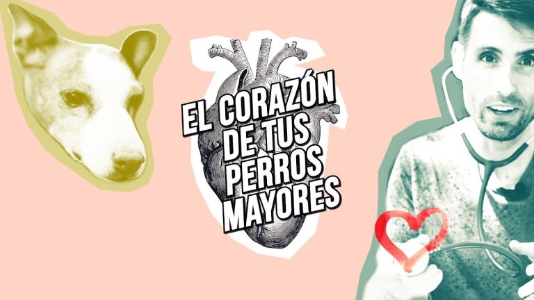¿Dónde Tiene el Corazón los Perros? Descubre la Anatomía Canina ...