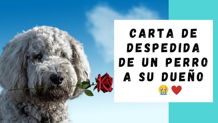 Emotiva Carta de Despedida de un Perro a su Dueño: Un Último Adiós que ...
